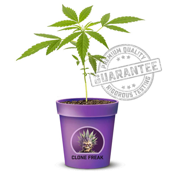Ghost OG – Clone Freak